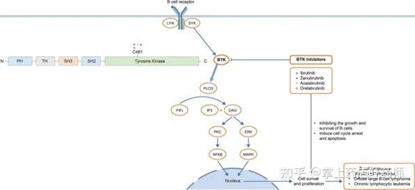 一文盘点五款BTK抑制剂，耐药了如何解决？ - 知乎