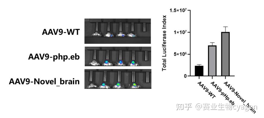 AAV病毒包装6.18折！更有AI辅助筛选AAV、下游有效性评价倾力支持 - 知乎