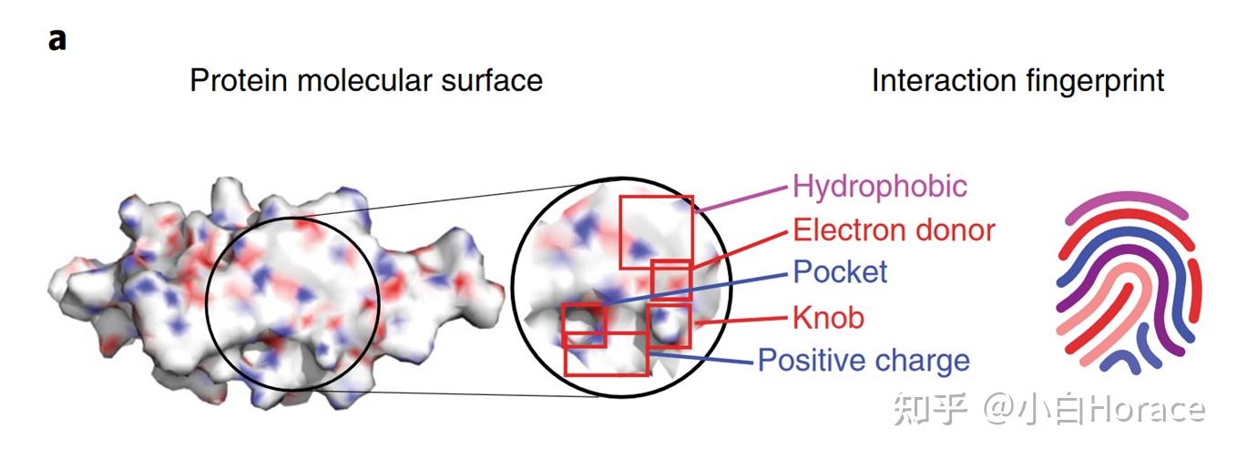 【AIDD系列】MaSIF系列论文详解，揭开蛋白表面指纹的面纱 - 知乎
