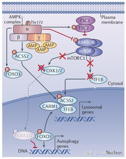 AMPK：代谢和线粒体稳态的守护者 - 知乎