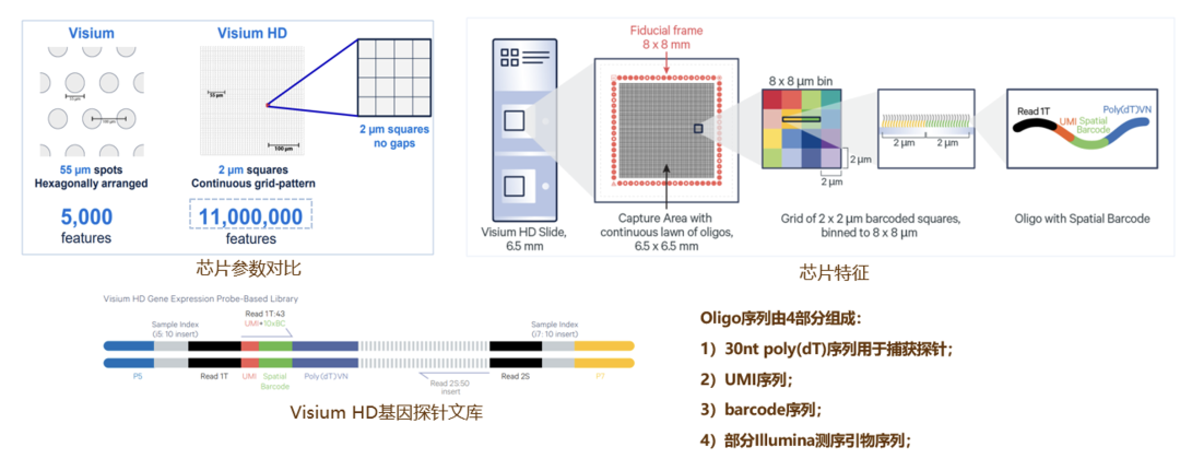 预售开启丨10x Visium HD高分辨空间转录组技术震撼发布，推动空间组学进入单细胞高清时代 - 知乎
