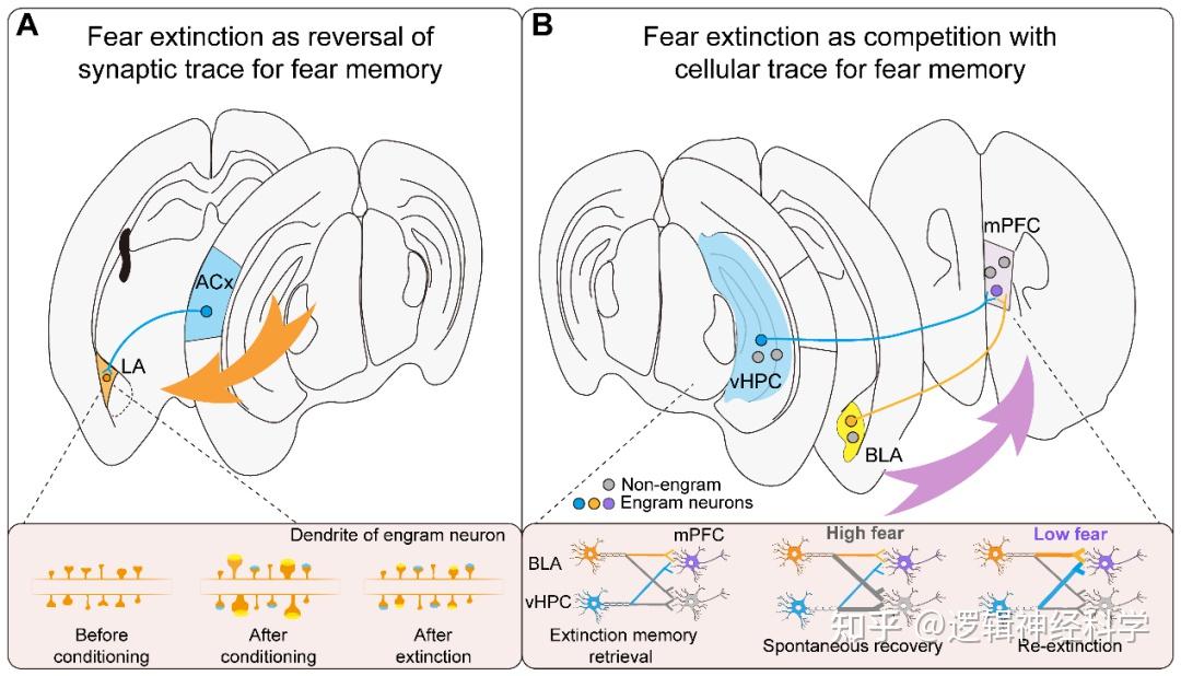 Neurosci Bull 综述︱复旦大学李伟广团队应邀撰写恐惧消退记忆痕迹的研究综述 - 知乎