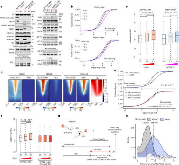 Nature | 表观遗传信号H3K4me3决定基因调控机制揭秘 - 知乎