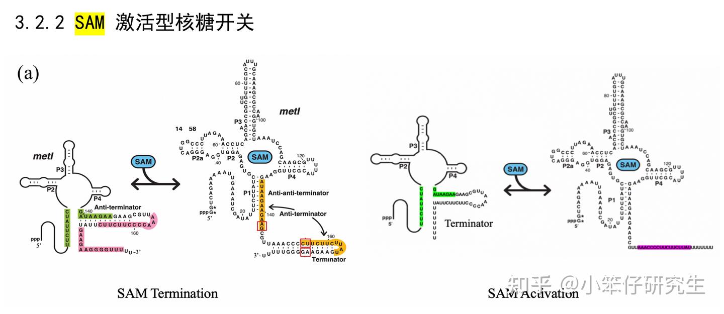 SAM riboswitch在麦角硫因合成中的应用 - 知乎