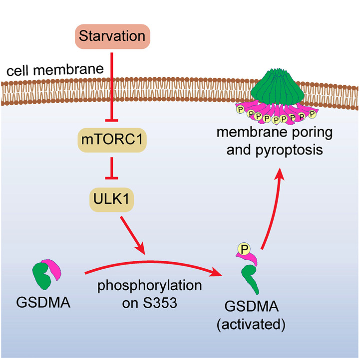 Cell Reports丨GSDMA诱导的细胞焦亡 - 知乎