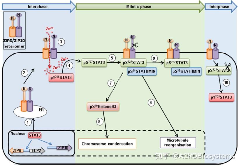 ACROBiosystems百普赛斯LIV-1蛋白，行业鲜见，助力ADC研发 - 知乎