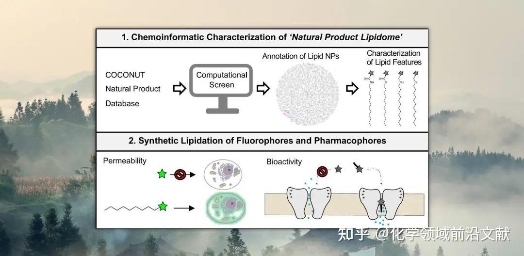JACS：中链脂肪修饰促进小分子膜通透性与生物活性 - 知乎