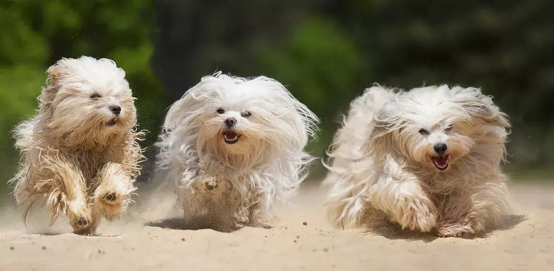 每日一宠：哈瓦那犬 - 知乎