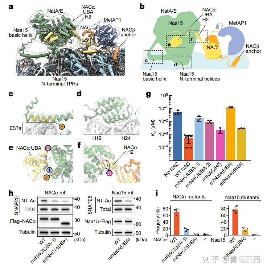 自然||NAC引导核糖体多酶复合体进行新生蛋白质加工