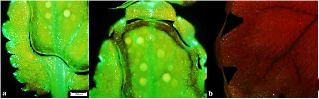 【Sci Rep】唇形科植物Lallemantia iberica的体外再生和农杆菌介导的遗传转化体系研究 - 知乎