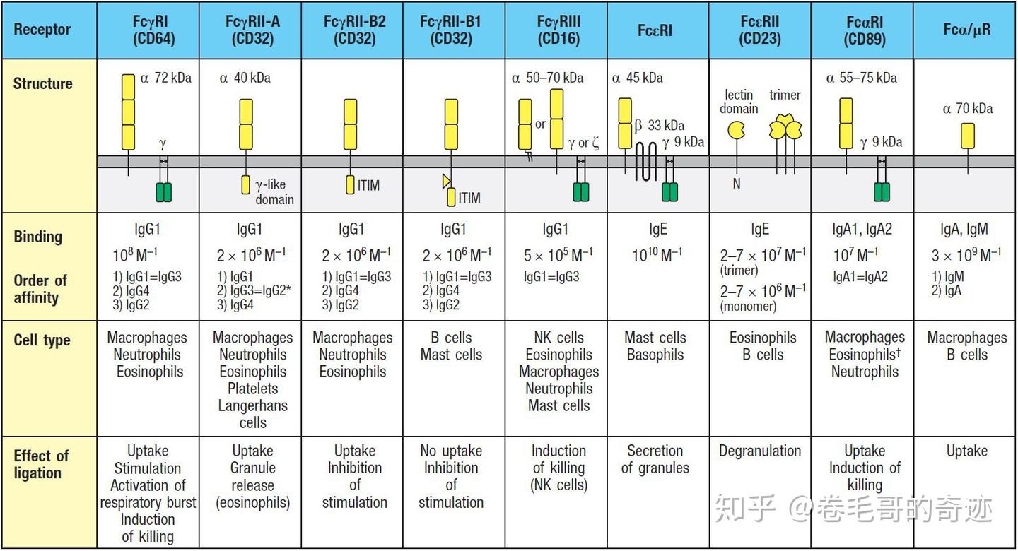 抗体的Fc受体：FcR - 知乎