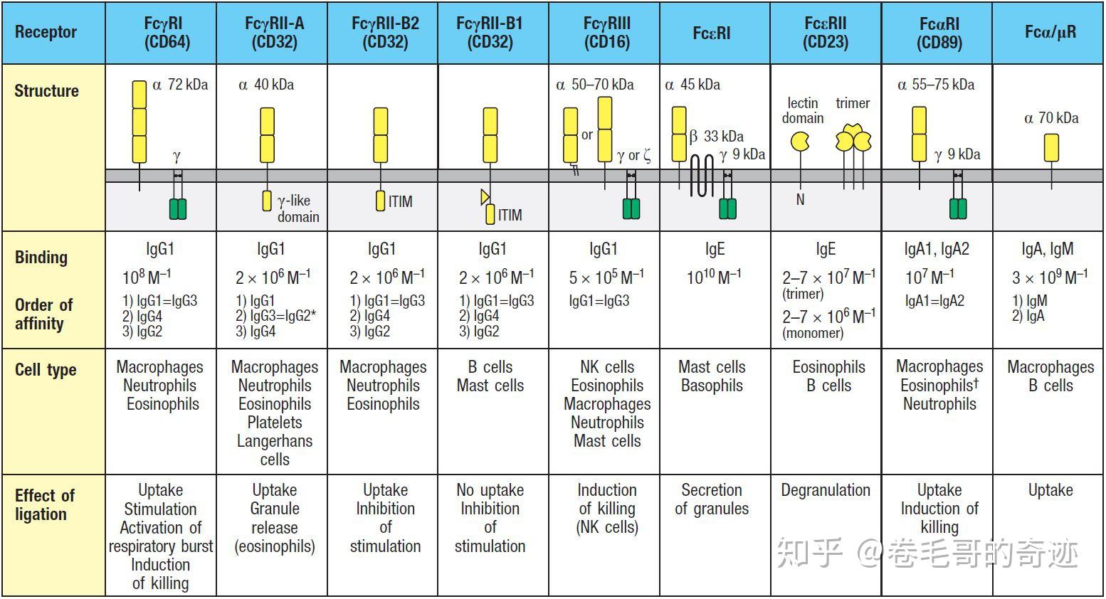 抗体的Fc受体：FcR - 知乎