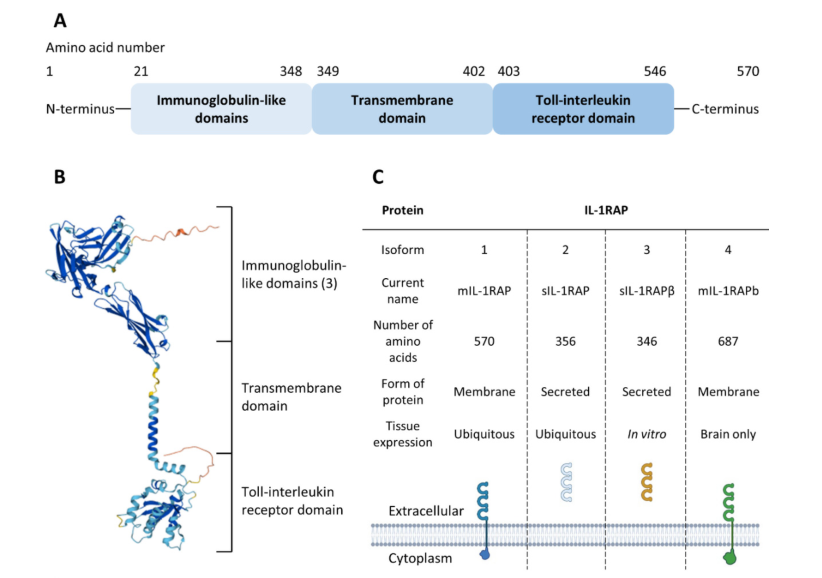 血液瘤和实体瘤的新型治疗靶点：IL-1RAP - 知乎