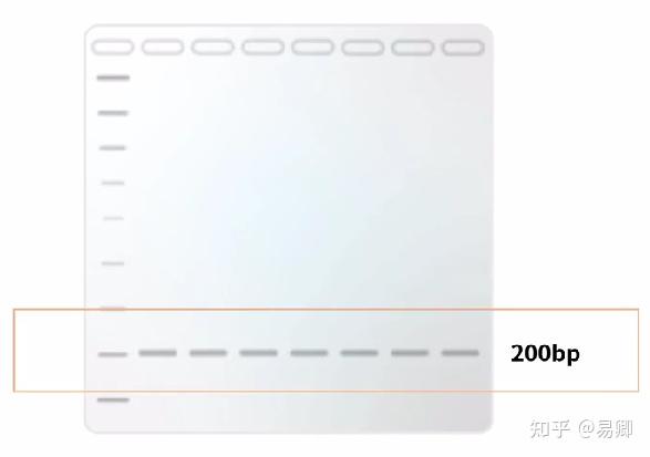 一文搞定！RT-qPCR流程设计 - 知乎