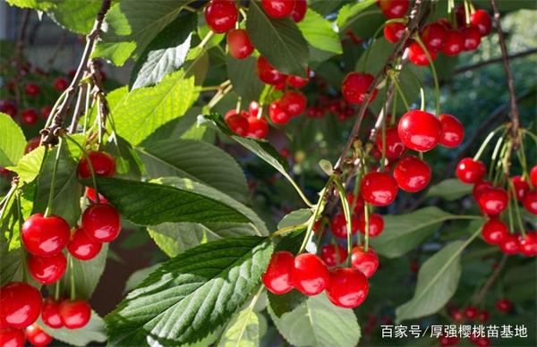 成都厚强樱桃苗基地，为何樱桃苗生长后结果慢？ 知乎 
