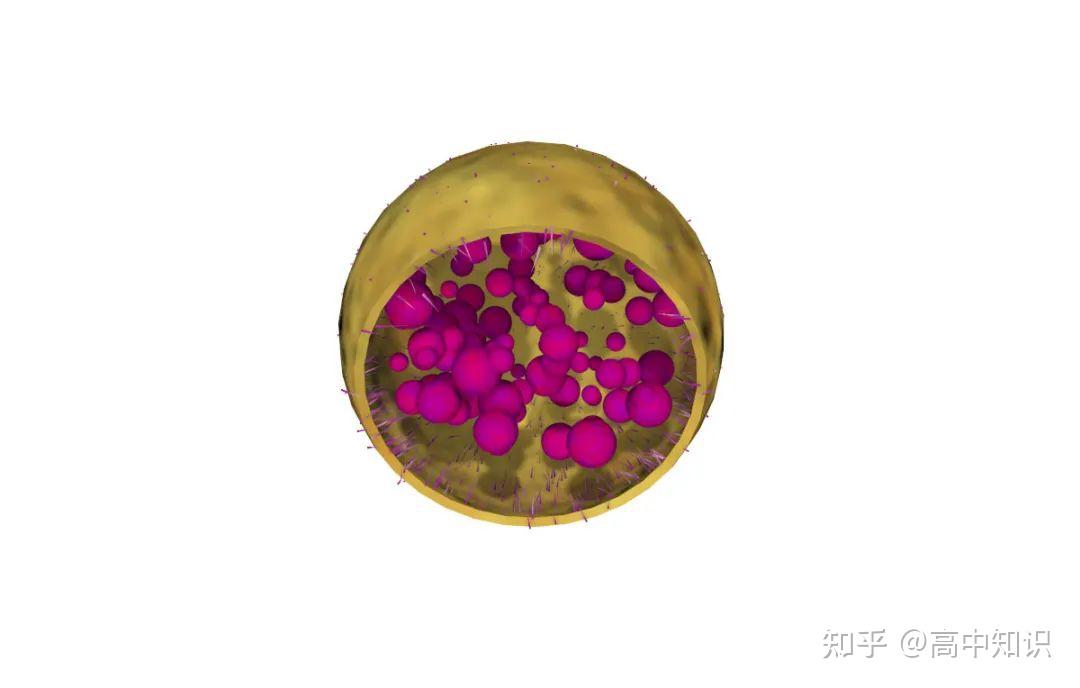 高中生物丨多种细胞器的结构和功能 知乎