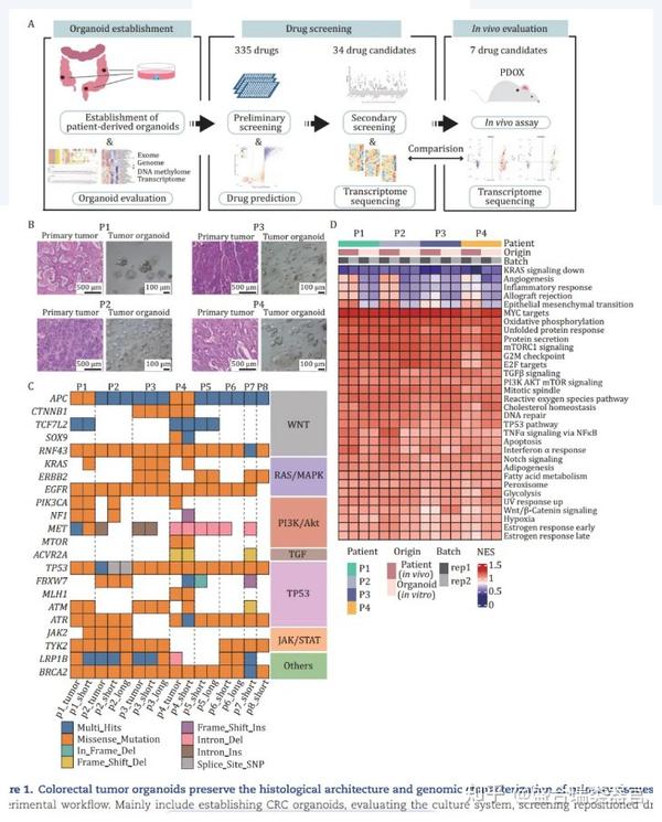 CRC药物研究的新突破！使用肿瘤类器官模型发现潜在治疗药物！ - 知乎