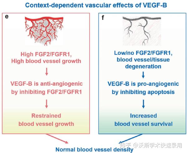 STTT | 中山大学合作发现VEGF-B防止过度血管生成的潜在机理 - 知乎