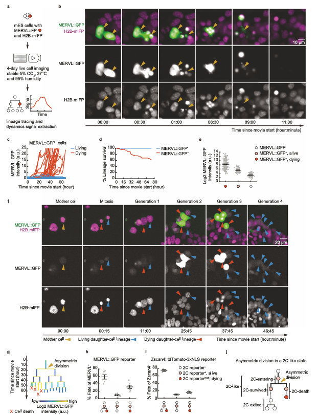 Cell Research：2C-like细胞通过不对称分裂恢复为ESC - 知乎