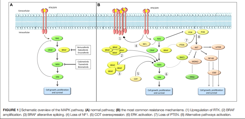 49-黑色素瘤中BRAF抑制剂+MEK抑制剂治疗BRAF突变耐药后的治疗选择？ - 知乎