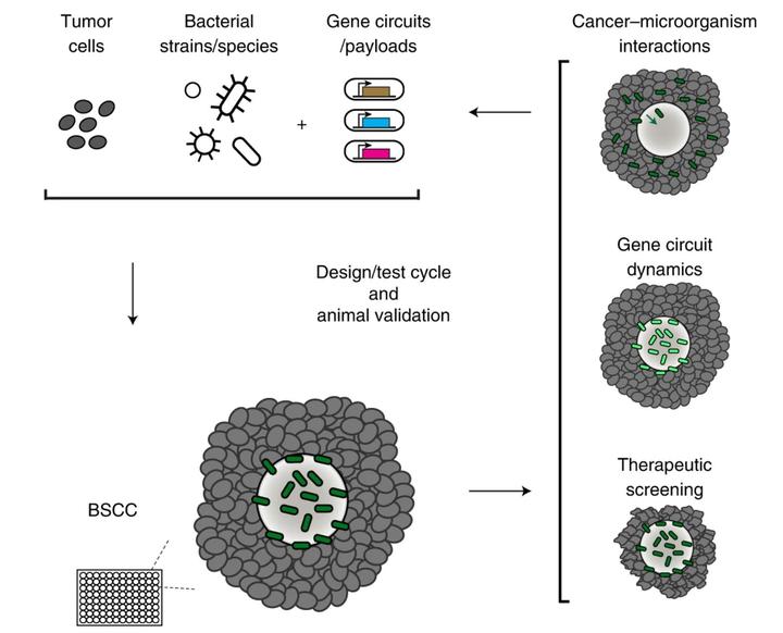 《Nature Protocols》：3D肿瘤球体内共培养细菌的快速筛选protocol - 知乎