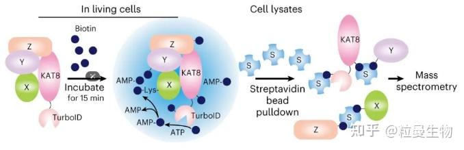 技术专题｜TurboID邻近标记技术助力液液相分离(LLPS)动态互作网络研究!【珍藏】 - 知乎