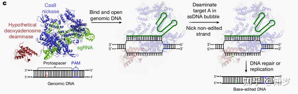 Nature Biotechnology|将腺嘌呤碱基编辑器（ABE）优化成具有低脱靶活性的小型高效胞嘧啶碱基编辑器（CBE） - 知乎