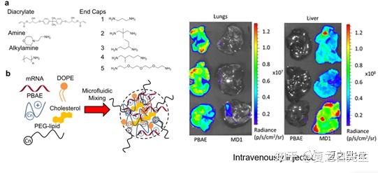 用于RNA递送的脂质和高分子材料 - 知乎