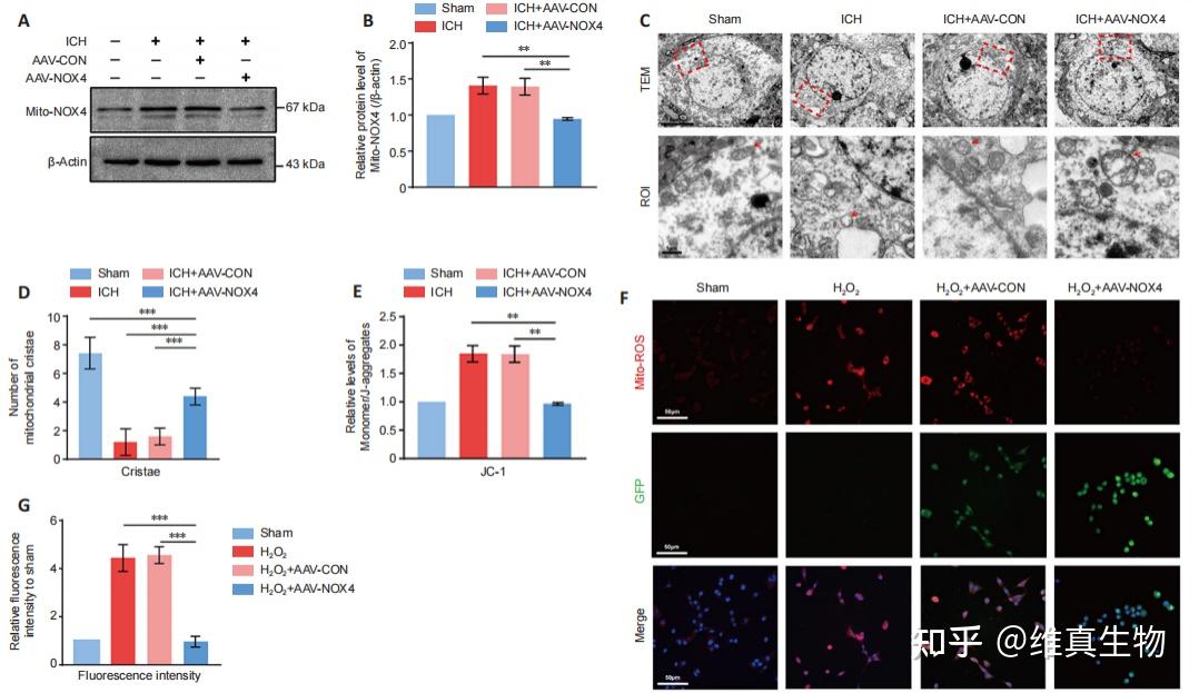 脑出血治疗新靶点！敲低NOX4可减轻ICH后的线粒体氧化应激和神经元焦亡 - 知乎