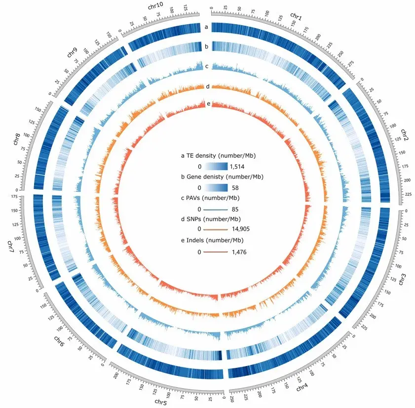 文章解析 | The Crop Journal — 四川农业大学构建玉米自交系A188的高质量参考基因组图谱 - 知乎