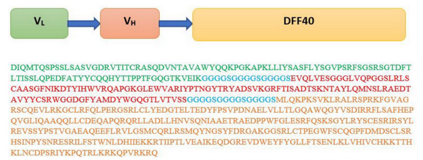 案例分享丨基于HER2特异性scFv和DFF40毒素设计抗乳腺癌人源化免疫毒素的计算机研究 - 知乎