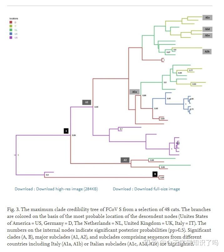 发现的第一篇关于FCoV的tMRCA和Evolution rate的研究：意大利北部家猫I型猫冠状病毒的起源和传播：系统地理研究（精读） - 知乎
