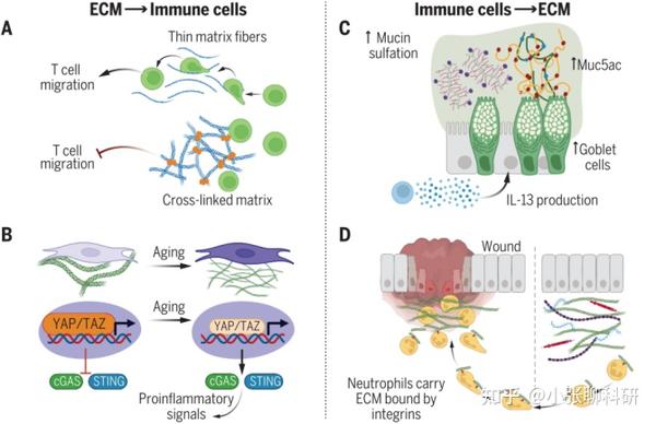 双热点重磅综述丨少有人知的细胞外基质（ECM）和免疫系统对话 - 知乎