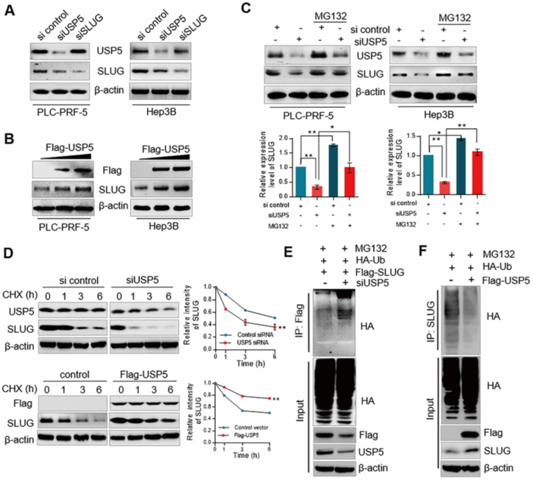USP5通过稳定肝细胞癌的SLUG促进上皮-间质转化 - 知乎