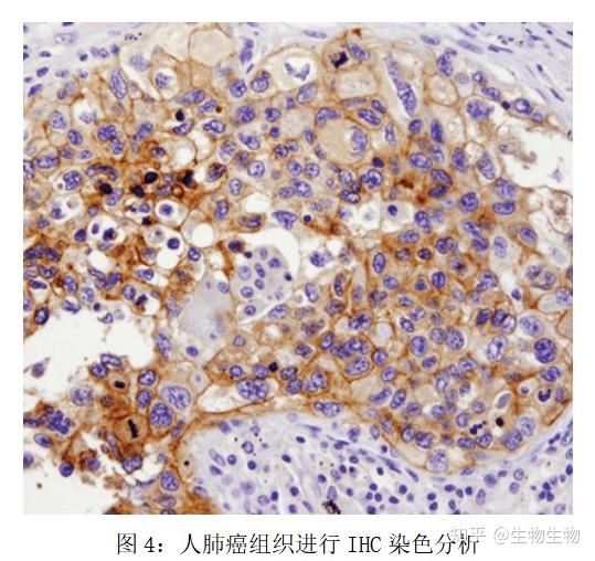 免疫组化染色技术（IHC实验） - 知乎