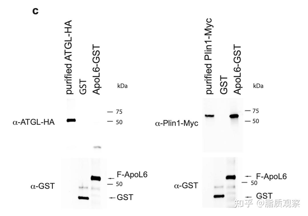 Nature Comunications｜脂滴相关蛋白ApoL6 通过与 Perilipin1互作抑制脂肪分解 - 知乎