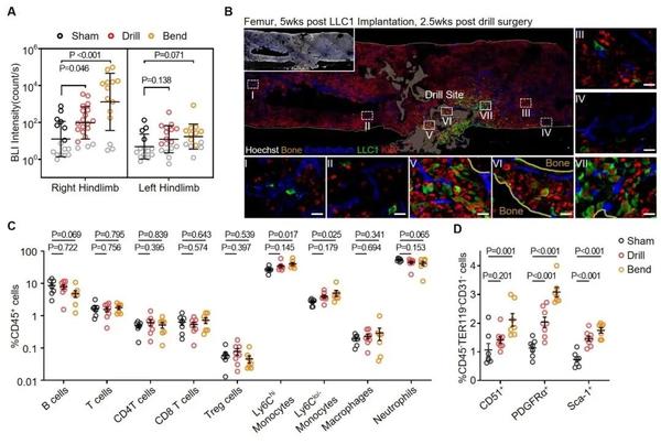 Cancer Discov︱张翔团队报道NG2+基质细胞在骨重塑和转移起始中的特殊作用 - 知乎