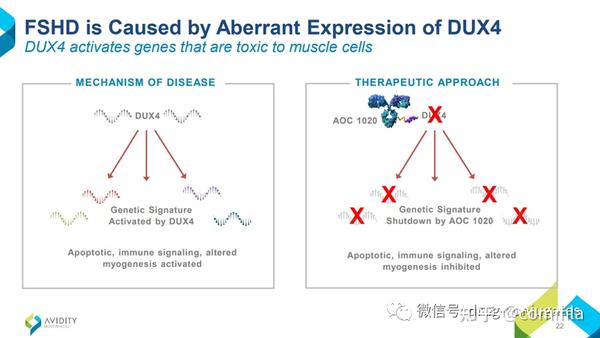 Avidity：抗体核苷酸偶联物（AOC）领域龙头技术梳理 - 知乎