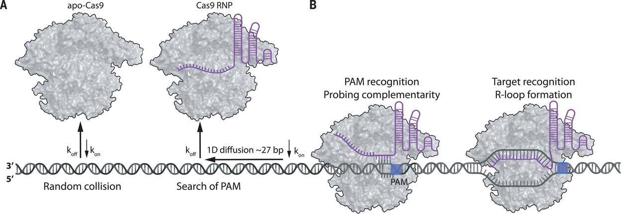 Cas Protein - Cas9蛋白作用机制详解 - 知乎