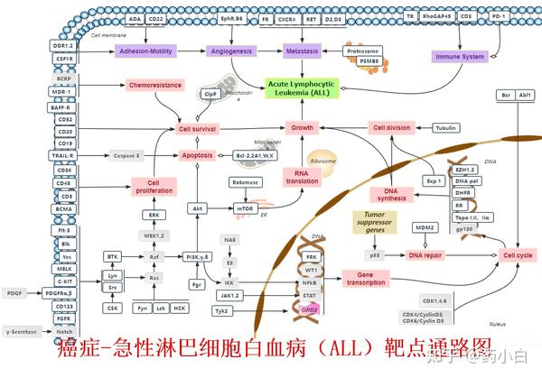 CD19 CAR-T治疗ALL 管线药物研发现状及最新研究进展 - 知乎
