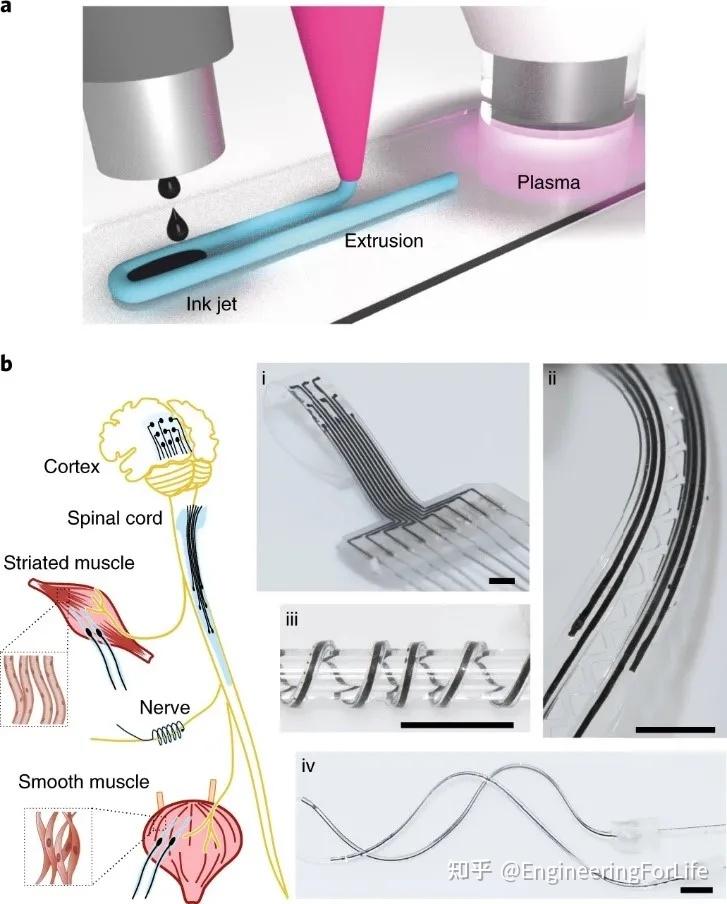 Nature子刊：3D打印用于神经肌肉接口的柔性电子植入器件 - 知乎