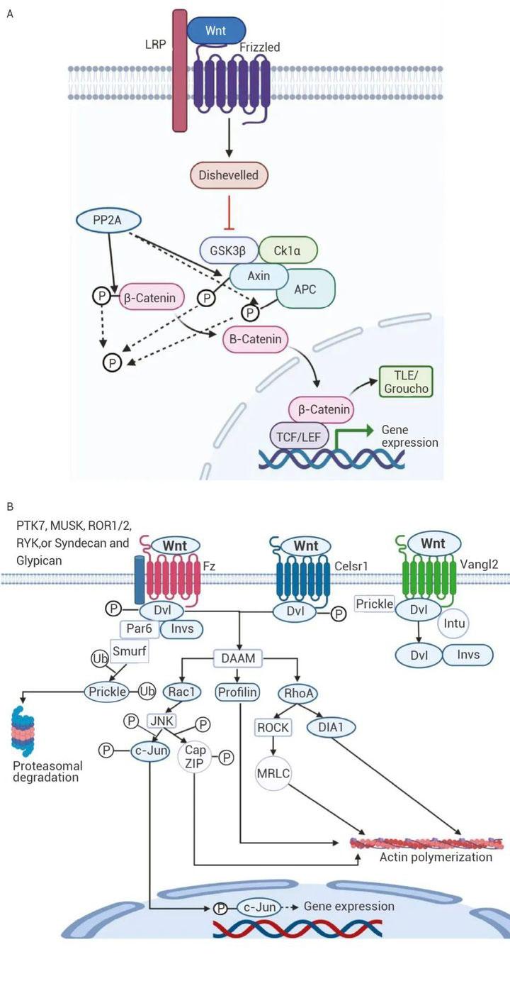 细胞动态可塑性：Wnt/β-catenin 如何 "燎动" 肿瘤 EMT ？| MedChemExpress - 知乎