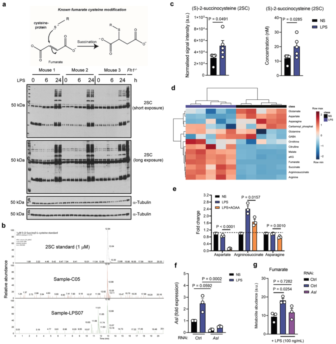 Nature丨巨噬细胞富马酸水合酶抑制 mtRNA 介导的干扰素产生 - 知乎