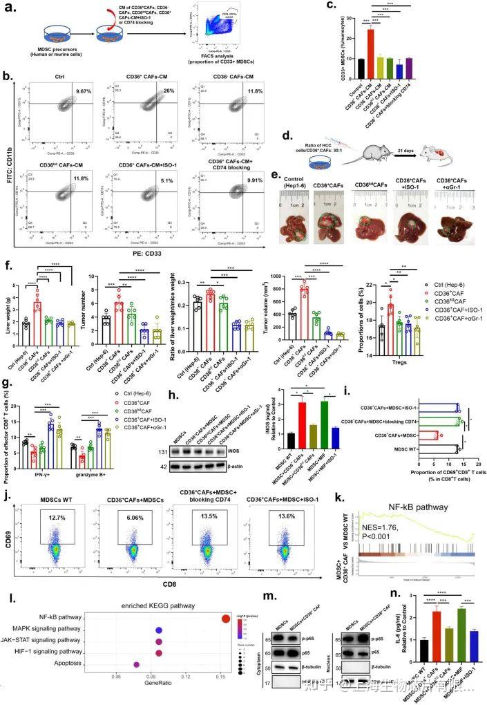 IF 38 | CD36+癌相关成纤维细胞通过分泌巨噬细胞迁移抑制因子为肝细胞癌提供免疫抑制微环境 - 知乎