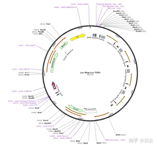 loxp-Cre 重组系统 - 知乎