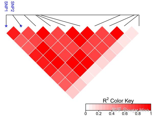 使用LDheatmap快速绘制SNP连锁不平衡图 - 知乎