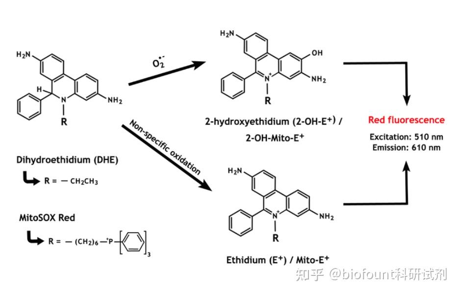 Dihydroethidium (二氢乙锭，DHE)；超氧化物阴离子荧光探针 - 知乎