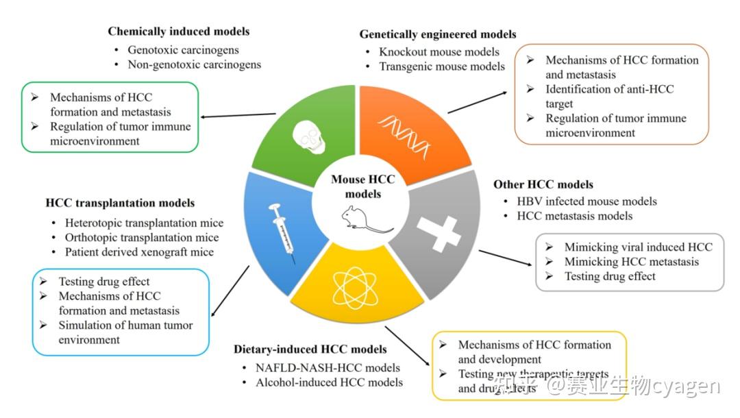 一文详解肝癌研究CDX模型 - 知乎