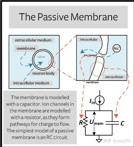 snntorch : Tutorial 2_LIF(Leaky Integrate-and-fire) - 知乎