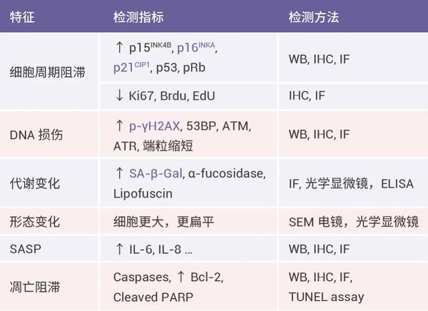 细胞衰老标志物及检测方法! | MedChemExpress - 知乎